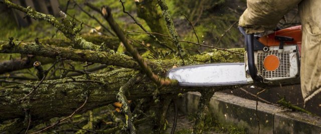 Qualified Tree Surgeons Reading | Tree Surgery | Arborfield Tree Care