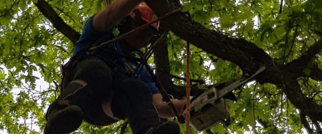 Crown Reduction, Thinning & Lifting in Reading | Arborfield Tree Care