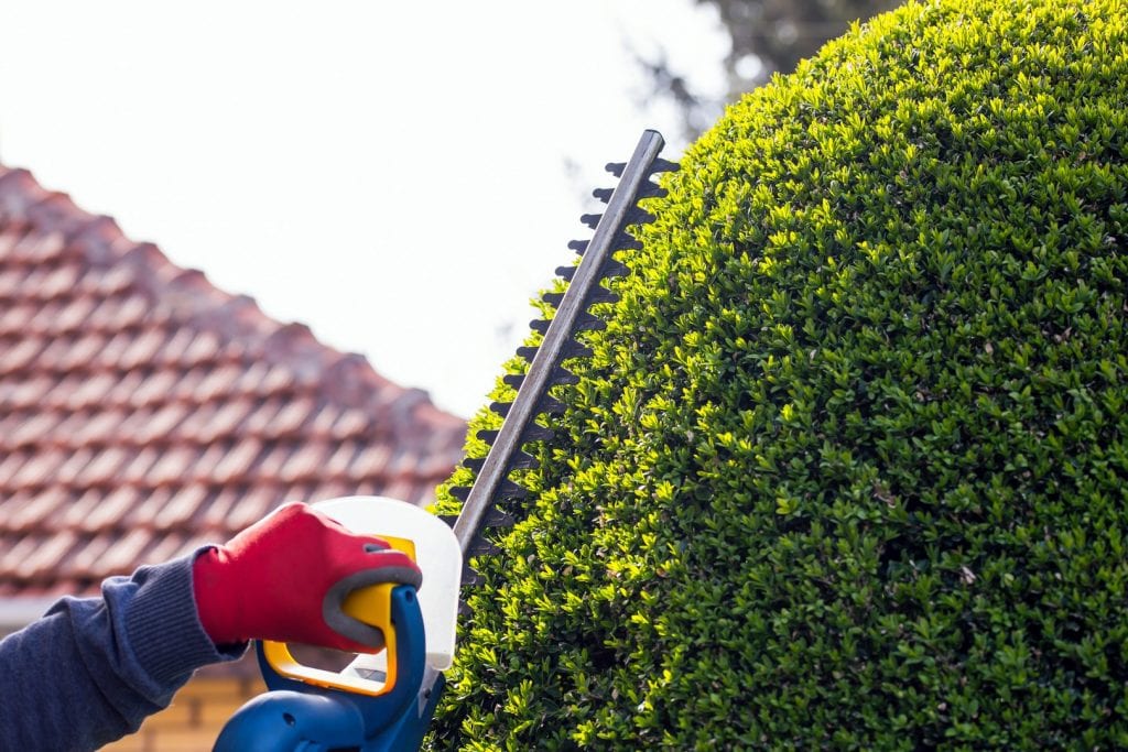 Hedge Maintenance Reading | Hedge Services | Arborfield Tree Care